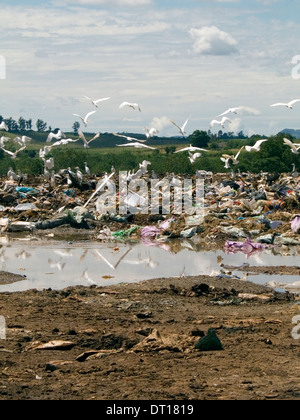 waste management dumping refuge litter landfill Stock Photo - Alamy