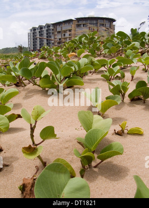 durban point road development Stock Photo - Alamy