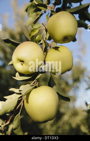 GOLDEN DELICIOUS APPLES / WASHINGTON Stock Photo - Alamy