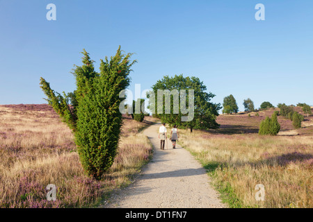 Path through Luneburger Heide, Wilseder Berg, nature reserve, Lower ...