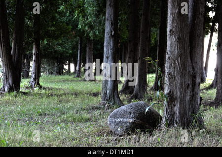 Arborite trees at Retzer Nature Preserve Waukesha Wisconsin Stock Photo ...
