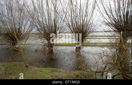 River Yeo floodplain water near Huish Episcopi, Langport, Somerset ...