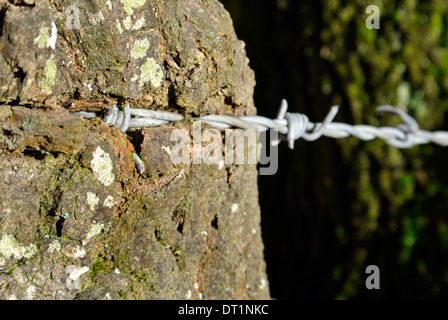 Barbed wire fencing cutting into a tree trunk Stock Photo - Alamy