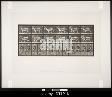 A photograph of a goat trotting while harnessed to a sulky with a ...