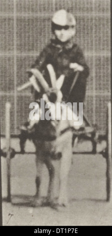 A goat is trotting while harnessed to a sulky with a driver in a ...