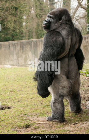 standing silverback gorilla Stock Photo - Alamy