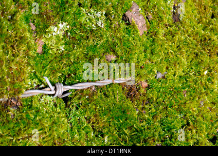 Barbed wire fencing cutting into a tree trunk Stock Photo - Alamy