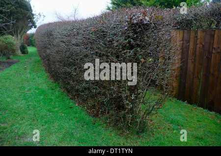 Hornbeam hedge in winter Stock Photo - Alamy