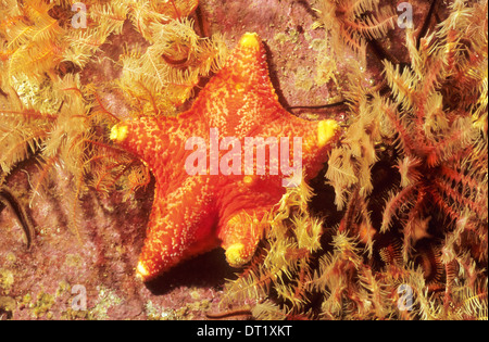 Red Cushion Starfish Porania pulvillus Alesund North Atlantic Norway ...