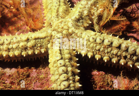 Spiny starfish (Marthasterias glacialis) in a large rockpool on the ...