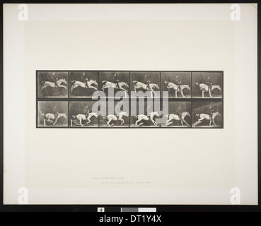 A photograph of the horse Pandora jumping over a hurdle during an ...