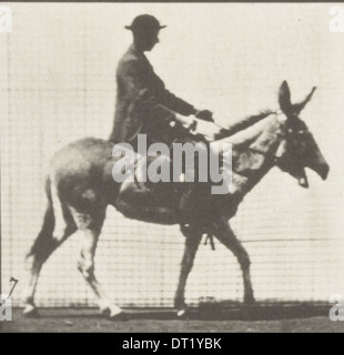 A horse named Zoo walking, saddled with a rider, captured in a ...