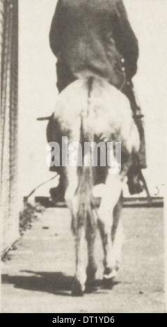 This photograph shows a horse named Zoo walking with a rider, saddled ...