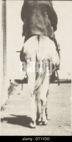 A photograph of a horse named Zoo walking with a rider on its back ...