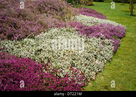Heather Garden - Erica carnea varieties (Winter-flowering Stock Photo ...