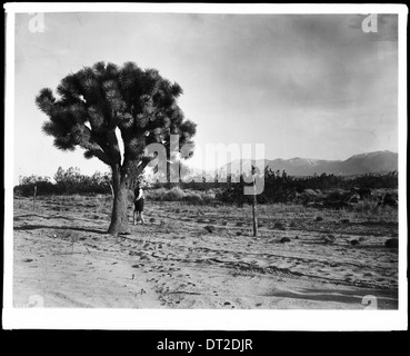 A Joshua tree (Yucca Mohaviensis) stands prominently in the Mojave ...