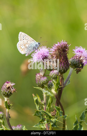 Common Blue small butterfly close up in nature, nature photography ...