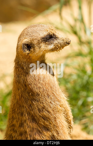 A suricata on the watch in a dutch zoo Stock Photo - Alamy