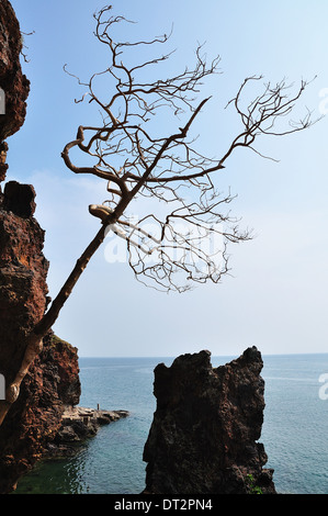 A tree in the sea Stock Photo - Alamy