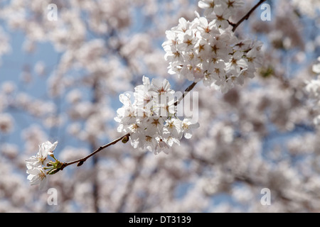 Spring time with beautiful cherry blossoms, pink sakura flowers Stock ...