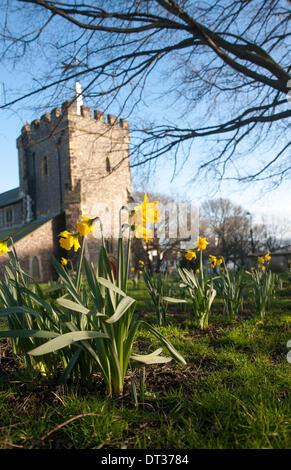 A rare glimpse of Spring like weather brought out the daffodils in the ...