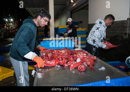 Fishermen sort Splendid alfonsino (Beryx splendens) from deep water ...