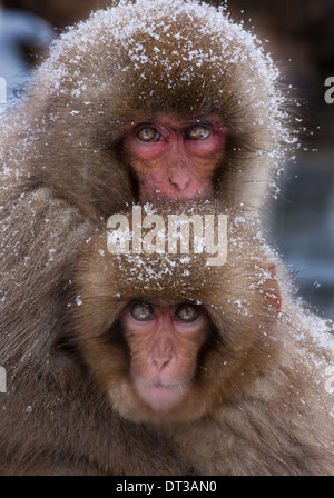 Japanese macaques, Macaca fuscata, half portrait, side view, sitting ...