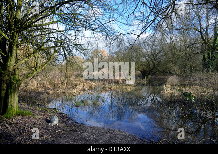 Natural flood plain of the river Itchen at Winnall Moors Nature Reserve ...