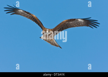 Common buzzard in flight, Hokkaido, Japan Stock Photo - Alamy