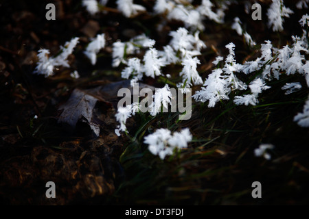 Snow grass ground high resolution Stock Photo - Alamy