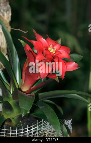 beautiful guzmania magnifica flower Stock Photo - Alamy