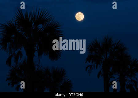 The moon rising over the palm trees of Costa Rica Stock Photo - Alamy