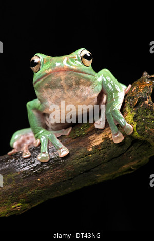 Vietnamese Blue (Gliding or Flying) Tree Frog (Polypedates dennysii) in ...