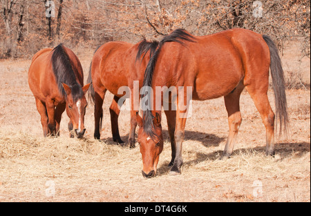 Three horses eating hay off the ground in pasture with fall foliage on ...