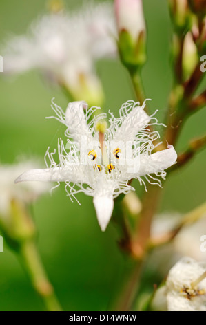 Menyanthes trifoliata, Fieberklee, bog-bean Stock Photo - Alamy