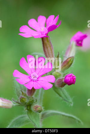 Beautiful Red campion, Silene dioica blooming on a spring evening in ...