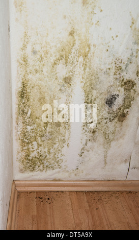 Mildewed walls with different sorts of mold (close-up shot Stock Photo ...