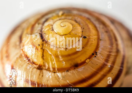 Banded snail shell Stock Photo - Alamy
