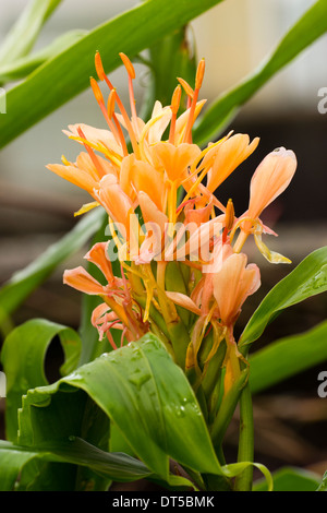 Hardy ginger lily, Hedychium 'Pink Hybrid' Stock Photo - Alamy