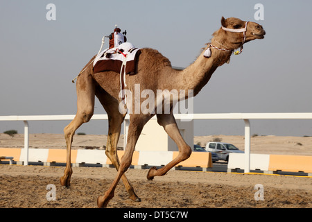 Traditional camel race in Doha, Qatar, Middle East Stock Photo - Alamy