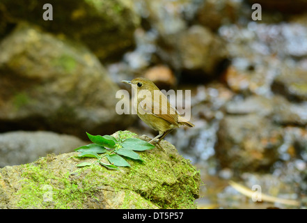 beautiful Lesser Shortwing (Brachypteryx leucophrys) in Thai forest ...
