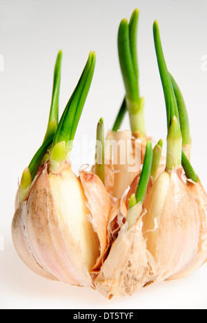 Germinate garlic with peel on white background Stock Photo - Alamy