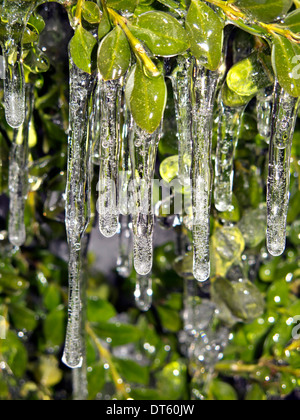 Ice formed from water dripping from a drain pipe in the harsh winter in ...