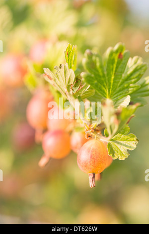 Close up of gooseberries on a gooseberry bush, on a farm. Background ...