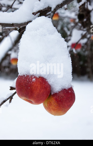 snow apple tree detail plant nature natural winter wintry cold freeze ...
