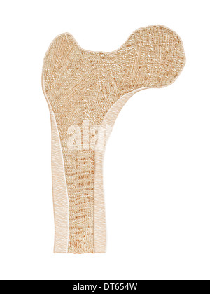 Cross section of bone Stock Photo - Alamy