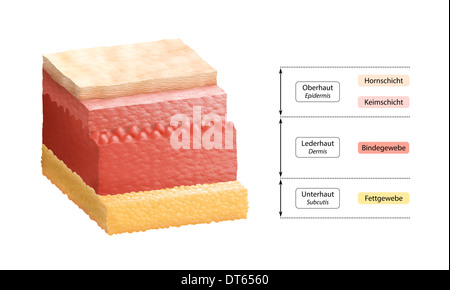 Cross-section of human skin Stock Photo - Alamy