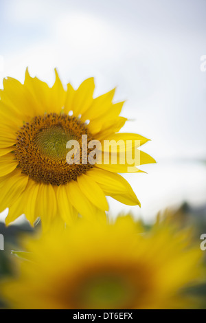 Two large sunflowers Stock Photo - Alamy