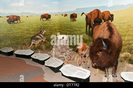 Montana, Ulm, First Peoples Buffalo Jump State Park, female visitor ...