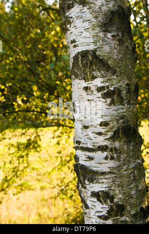 Textured silver birch tree trunk, Woodland, UK Stock Photo - Alamy